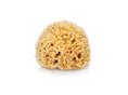 Sea Wool Natural Sponge – Old Whaling Company